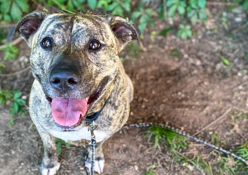 Adopt a Furry Friend with Austin Pets Alive! – UNATION