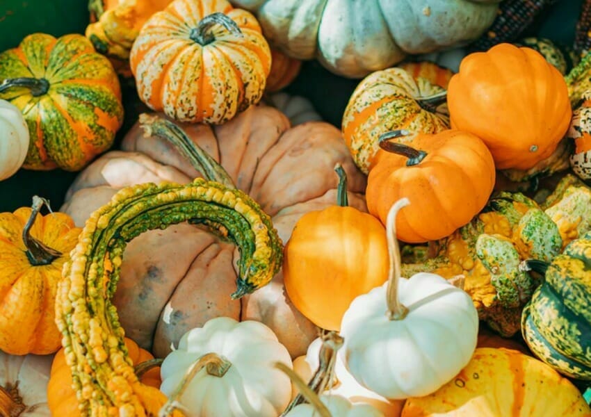 Visit One Of These 5 Pumpkin Patch Outside of Philadelphia