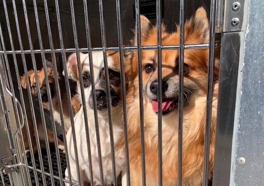 Philly animal shelters