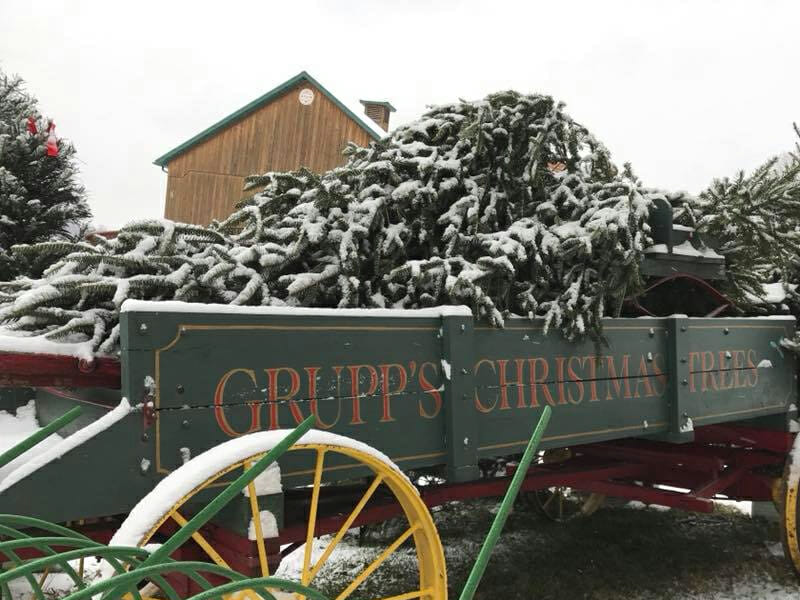A Guide to the Best Christmas Tree Farms in Pittsburgh! | UNATION