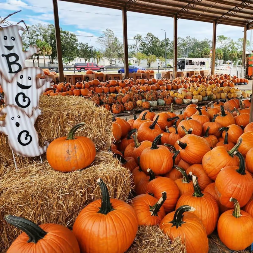 5+ Pumpkin Patches in Tampa Bay to Visit | UNATION